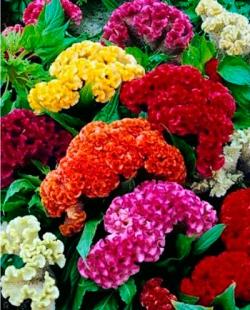 Celosia cockscomb