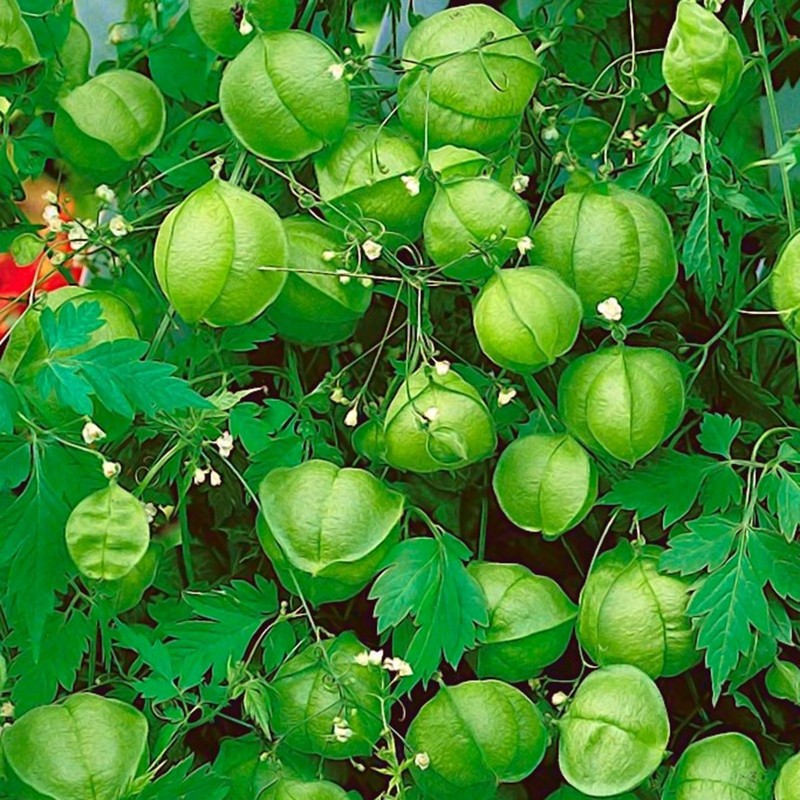 Balon biljka seme (Cardiospermum halicacabum)