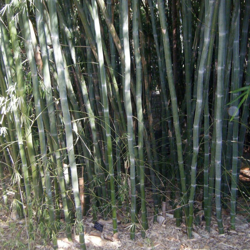 Seme belog bambusa (Dendrocalamus membranaceus)