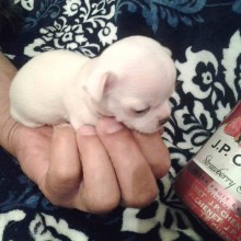 Mini civave " princess chihuahua kennel "