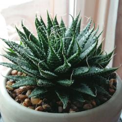 Aloe aristata