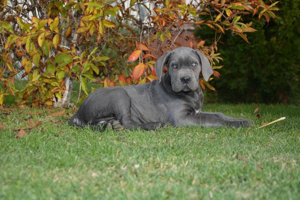 Sivi i Formentini stenci Cane Corso