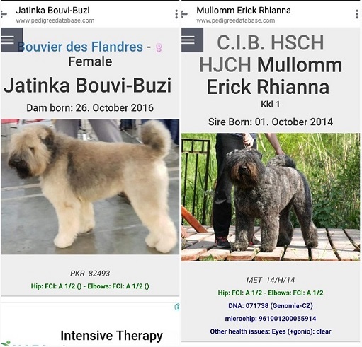 FLANDRIJSKI BUVIJE-Bouvier des Flandres