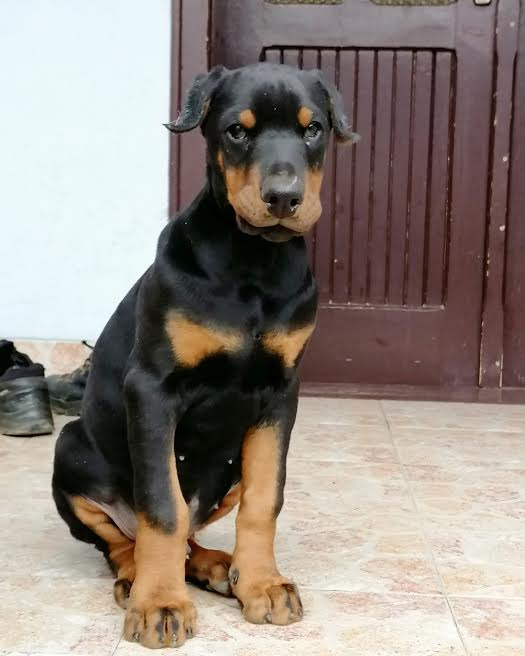 Doberman muško štene