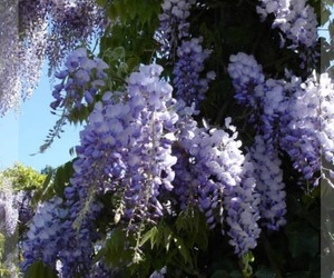 Wisterija