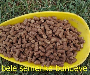 Pelet Bele Semenke Bundeve