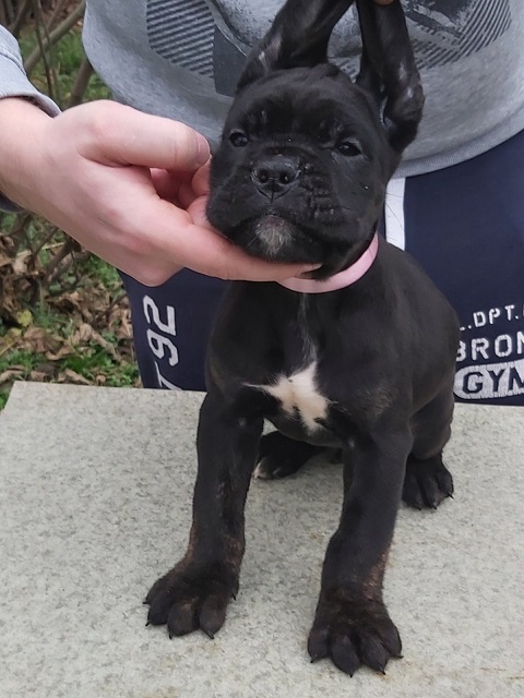 Cane corso stenci