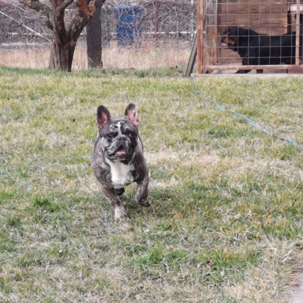 Merle francuski buldog slobodan za parenje