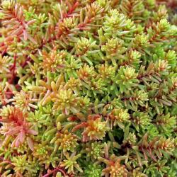 Sedum japonicum var. senanense