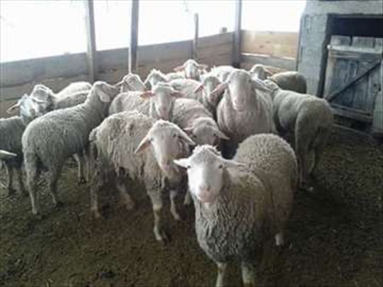 Povoljna prodaja umatičenih ovaca hitno