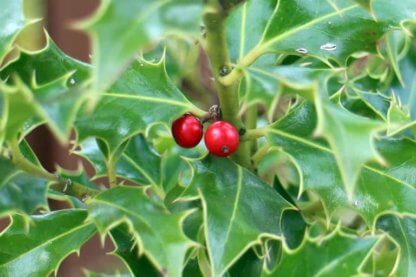 Božićno drvo – Ilex aquifolium (Heckenstar)