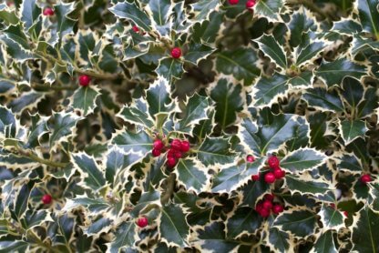 Božićno drvo – Ilex aquifolium (Sensation)
