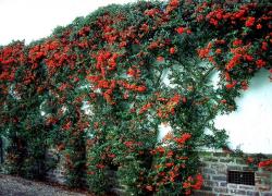 Pyracantha - Pirokanta vatreni grm narandzasta (seme)