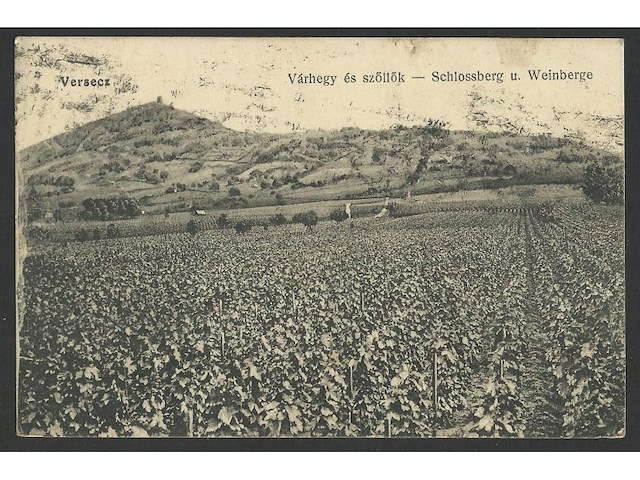 vrsac vinogradi vrsacki breg 1923