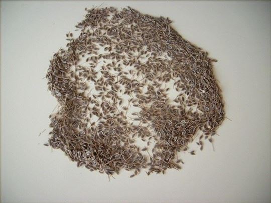 Mirođija, 1 gram (preko 700 semenki)