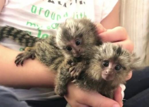 Majmuni Marmoset