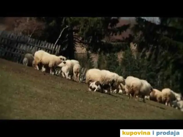 Sjenicke ovce sa jaganjcima