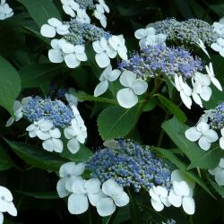 Hydrangea serrata