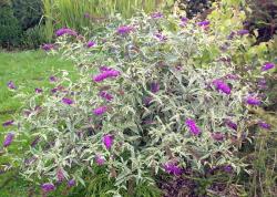 Buddleia davidii Harlequin - sarenolisni letnji jorgovan