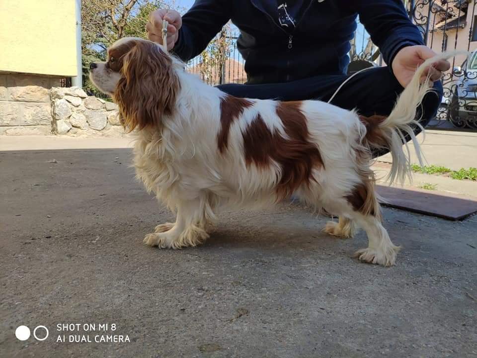 Cavalier king Charles spaniel