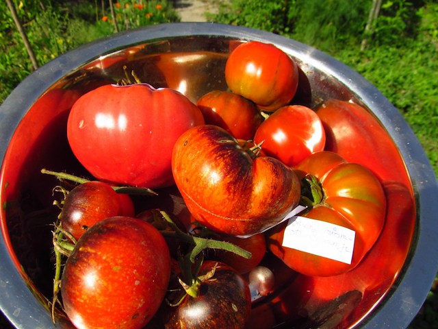 Miks braonkastih sorti paradajza, seme 15 komada