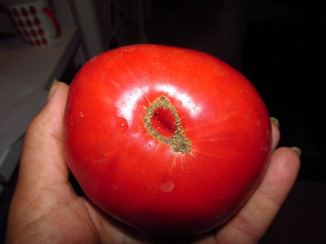 Crveni veliki spljošteni paradajz, stare sorte, seme 12
