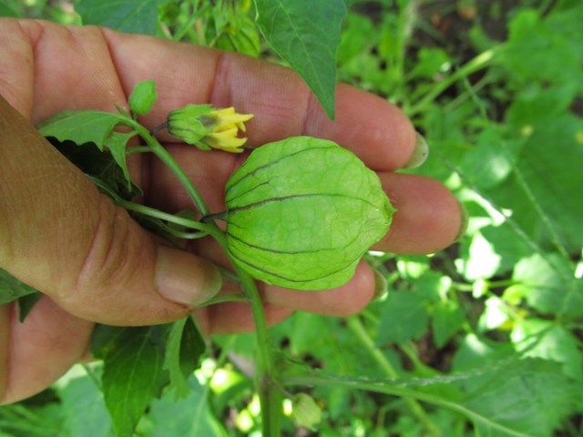 Tomatiljo zeleni (Tomatillo) seme 20 komada