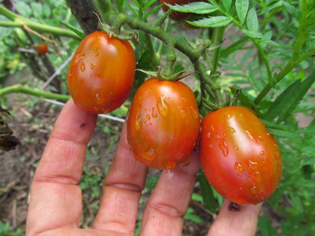 Brown sugar paradajz (smeđi šećer), seme 15 komada
