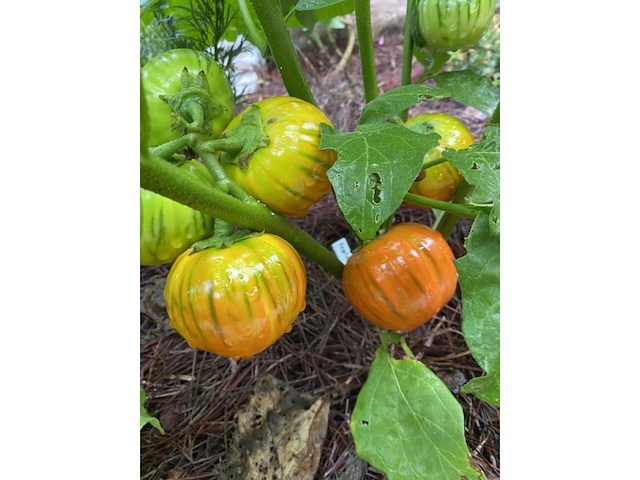 PATLIDZAN - Turkish orange