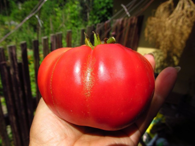 Delicious paradajz, seme 10 komada.