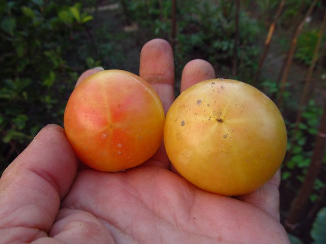 Krupni žuto narandžasti čeri paradajz seme 10 komada