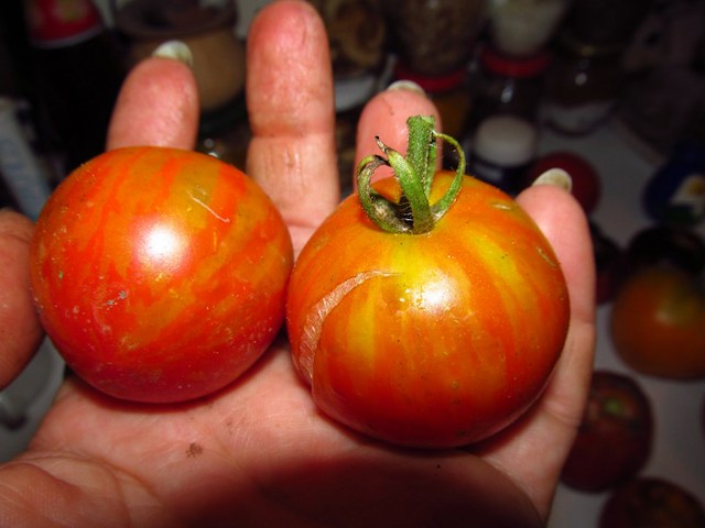 Tigarela paradajz, seme 10 komada