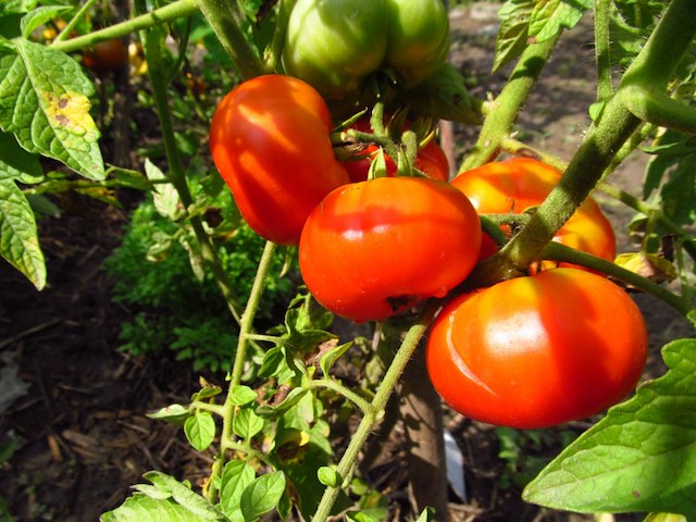 Fantom paradajz, seme 15 komada