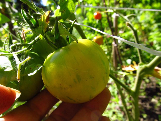 Svetlo žuti paradajz sa zelenim prugama, seme 12 komada