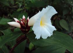 Costus speciosus 10 semenki