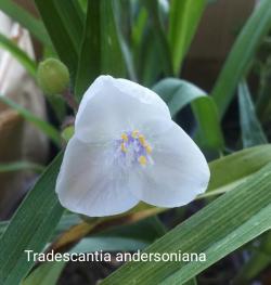 Tradescantia andersoniana Osprey-Mačkov brk