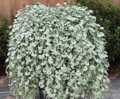 Dichondra argentea ‘Silver Falls’ – Srebrni vodopad