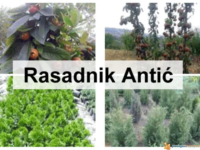 Sadnice voća - hit jesenja cena u Rasadniku Antić