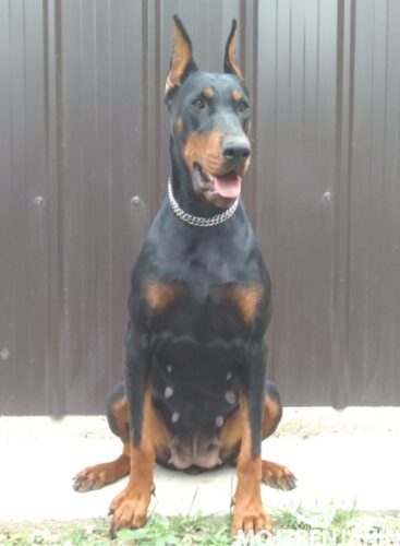 Doberman štenci