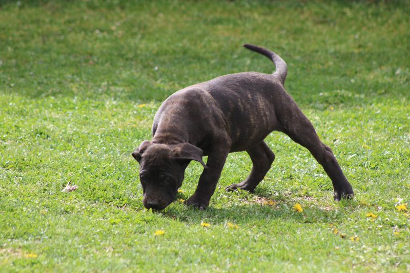 Presa Canario štenci