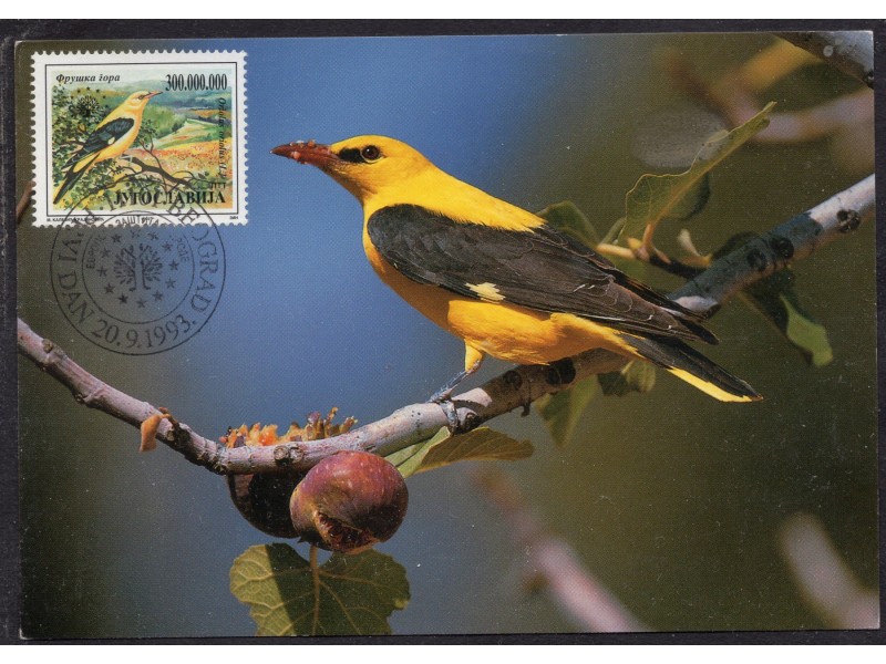 Jugoslavia 1993 - Ptica - Fauna - Maksimum karta