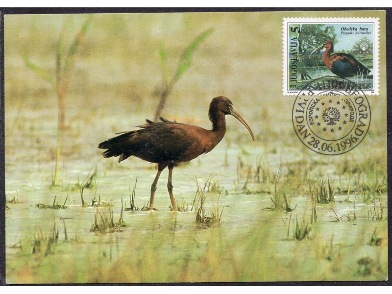 Jugoslavija 1996 - Ptica - Ibis - Maksimum karta