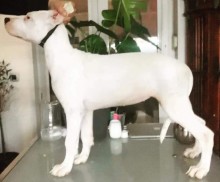 Dogo argentino