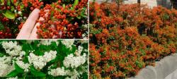 Pyracantha narandzasta- Pirokanta vatreni grm (seme)