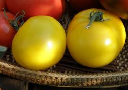 Zuti paradajz (seme)