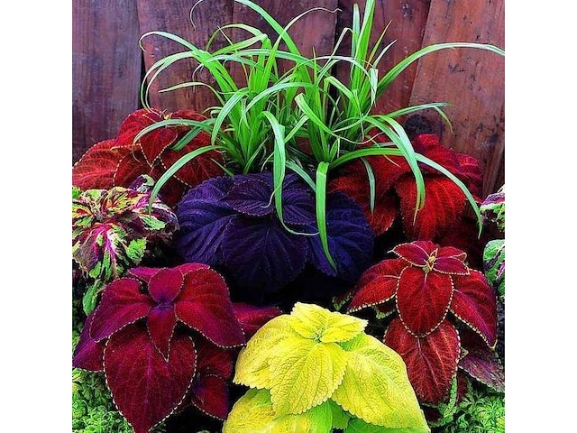 KOPRIVICA (COLEUS HYBRIDA) - 80 SEMENA