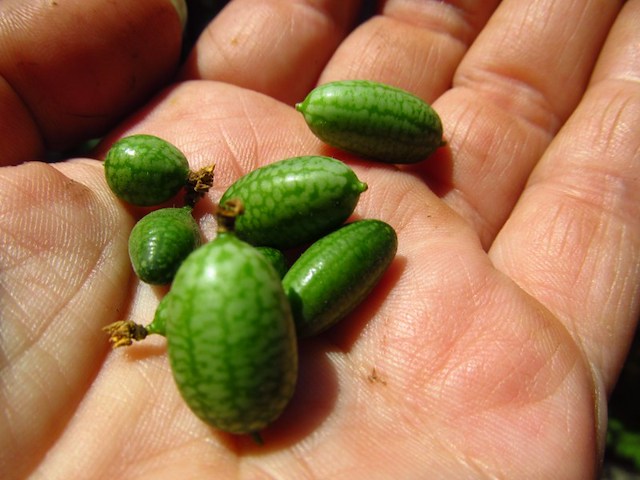 Cucamelon, meksički krastavac, seme 15 komada