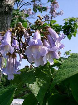 Paulownia tomentosa - Paulovnija 100 semenki!!!