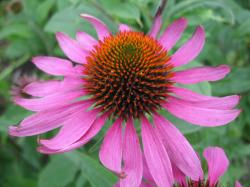 Echinacea purpurea-roza (sadnica)