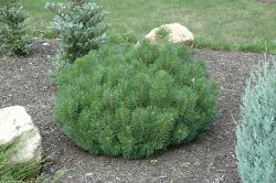 Pinus mugo-sadnica